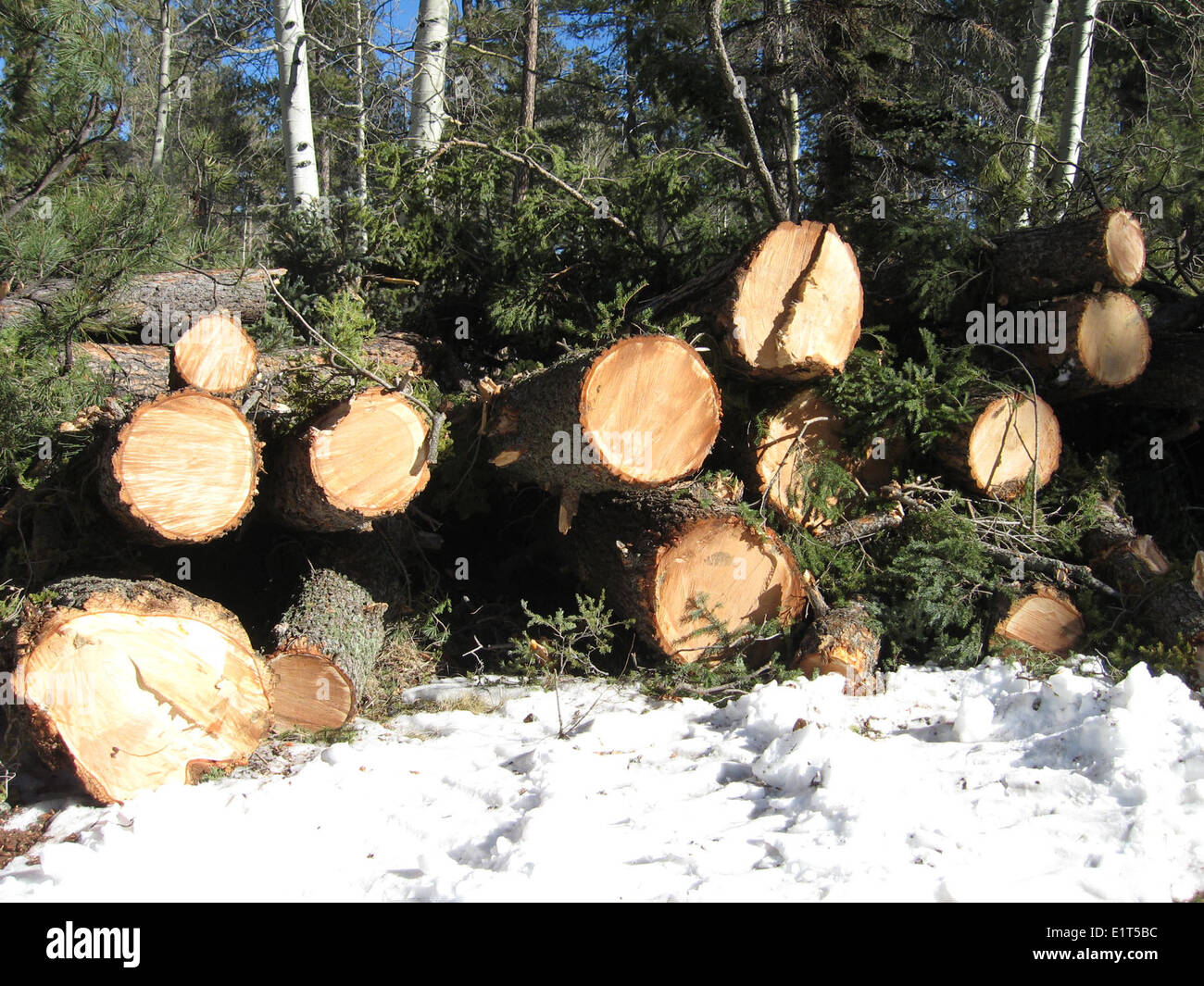 Hazard tree removal involves the safe removal of trees that pose risks ...