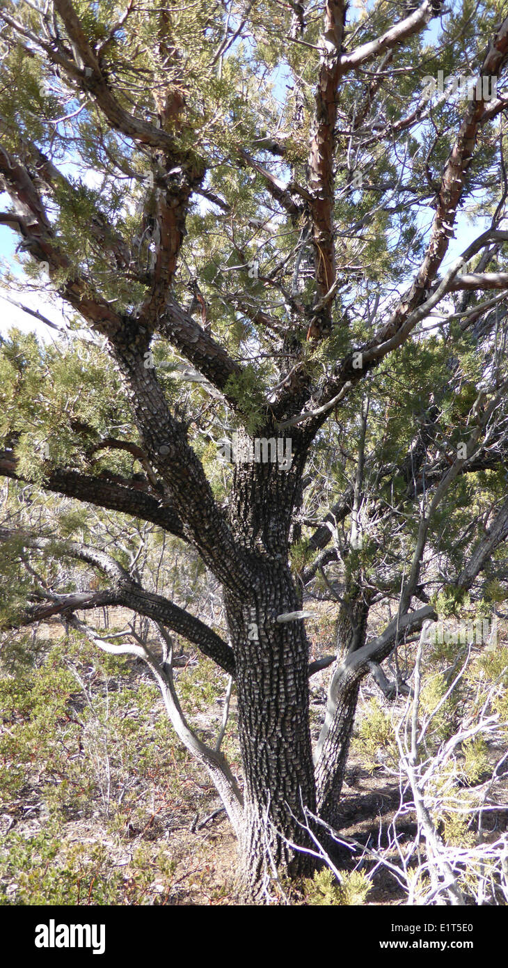 Alligator Juniper High Resolution Stock Photography and Images - Alamy