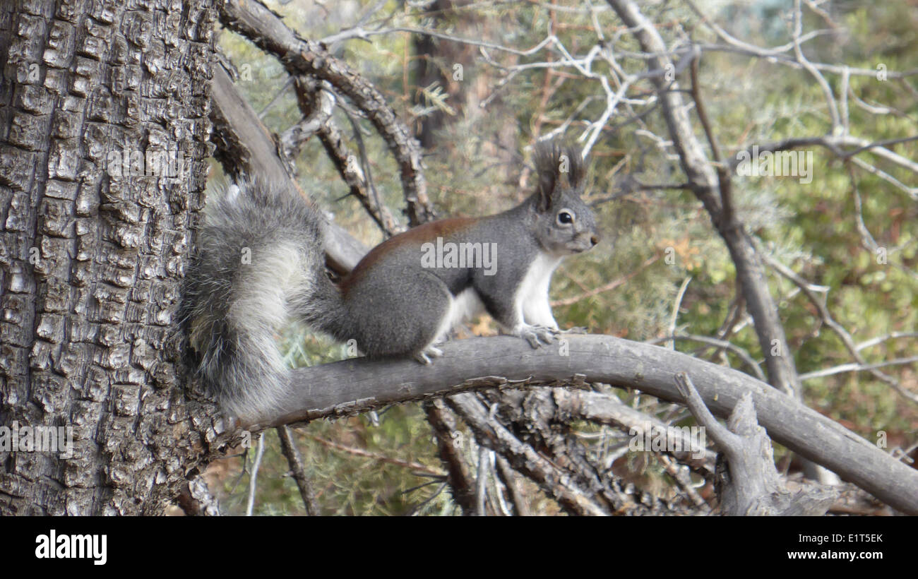 High elevation adaptation hi-res stock photography and images - Alamy