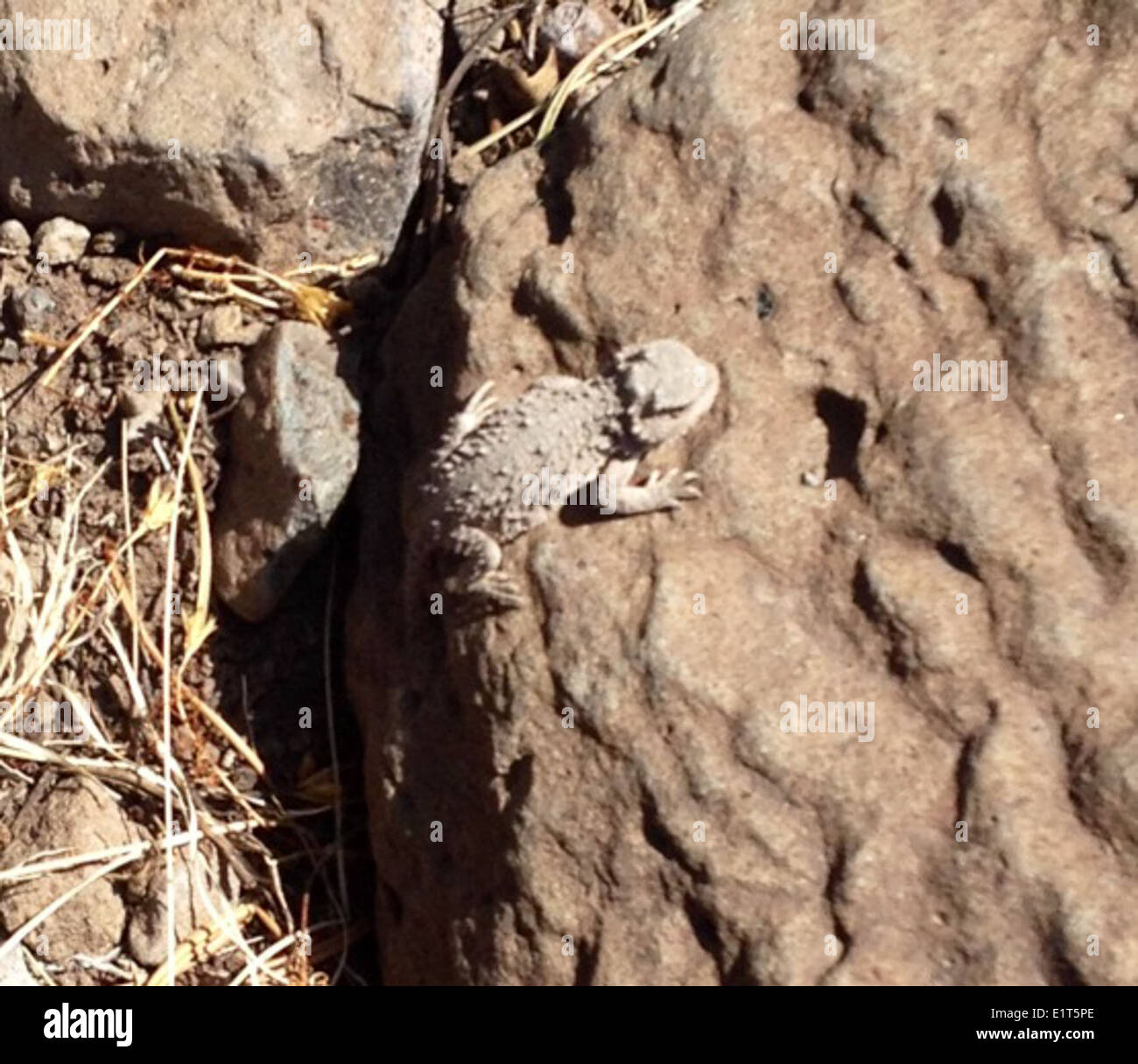 A Flat-Topped Horned Toad is photographed in its native habitat ...