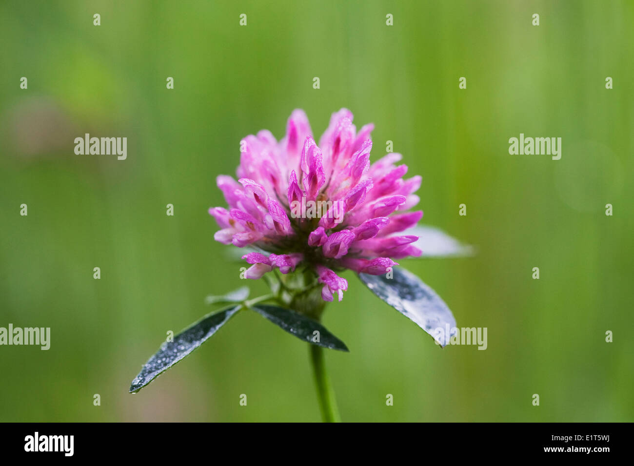 Red clover bee hi-res stock photography and images - Alamy