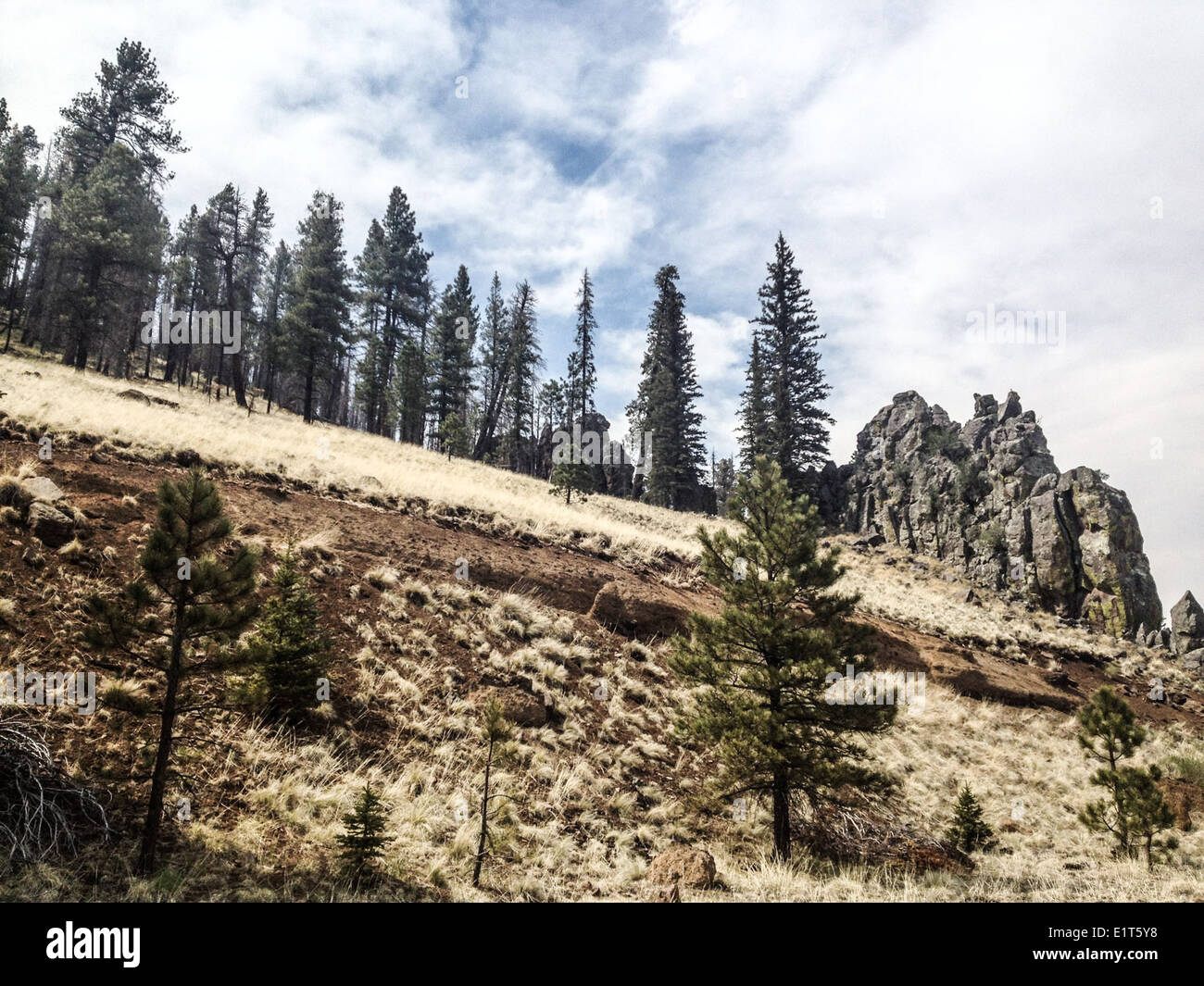 Thompson wildlife hi-res stock photography and images - Alamy