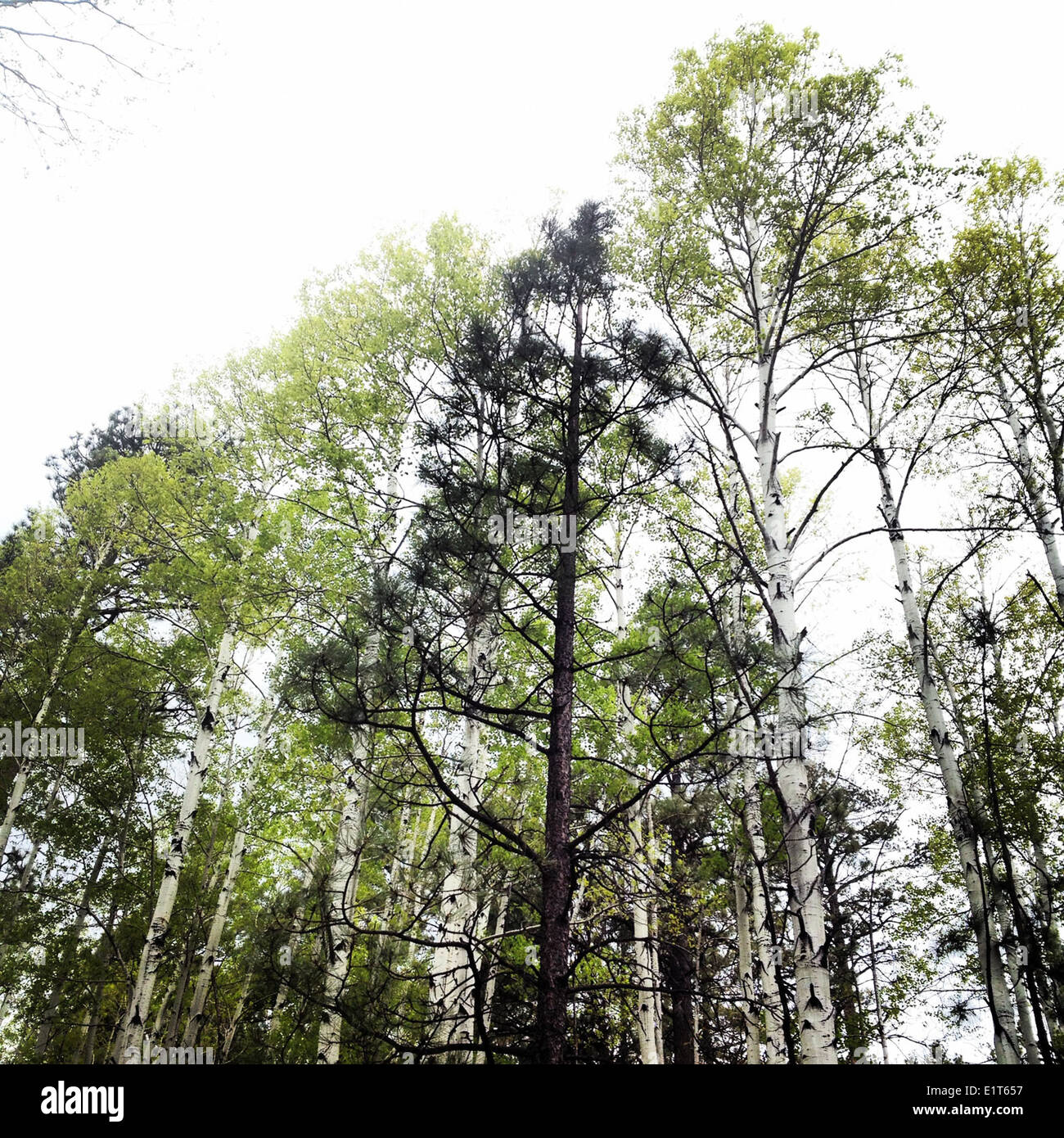 The aspen trees in the Escudilla area of the Alpine Ranger District ...
