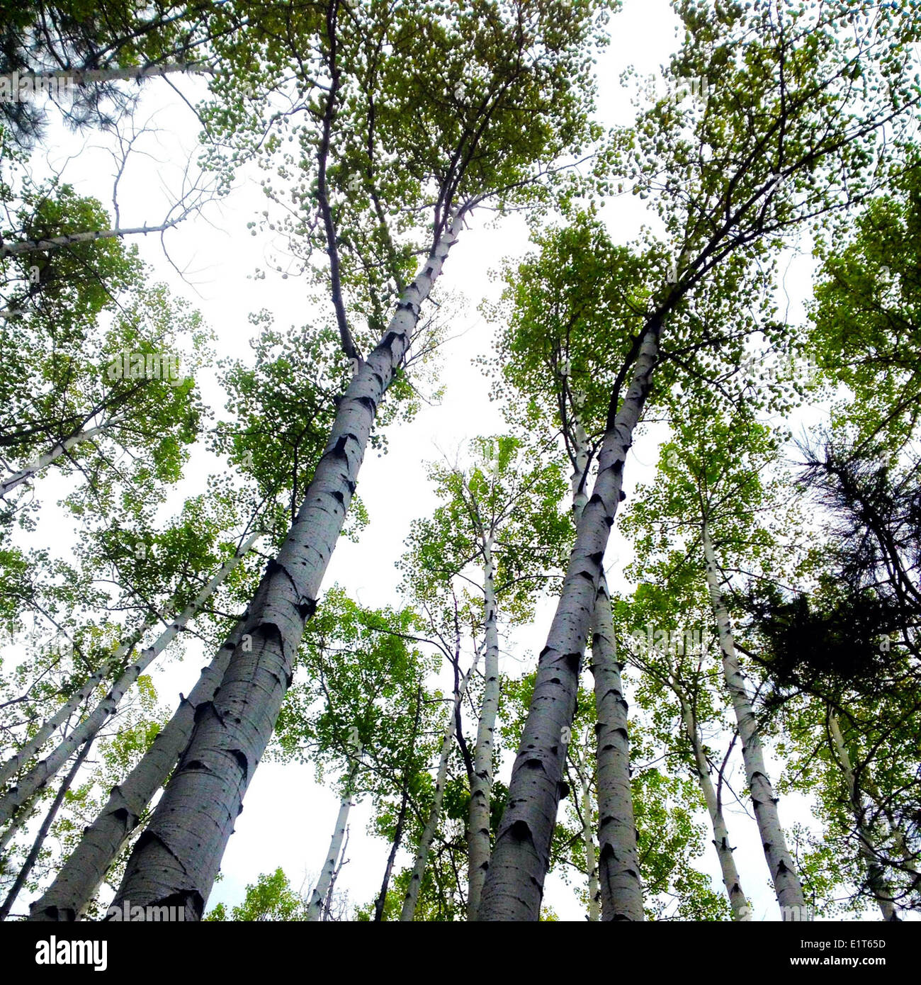 A view of Aspen trees in the Alpine Ranger District of the Apache ...