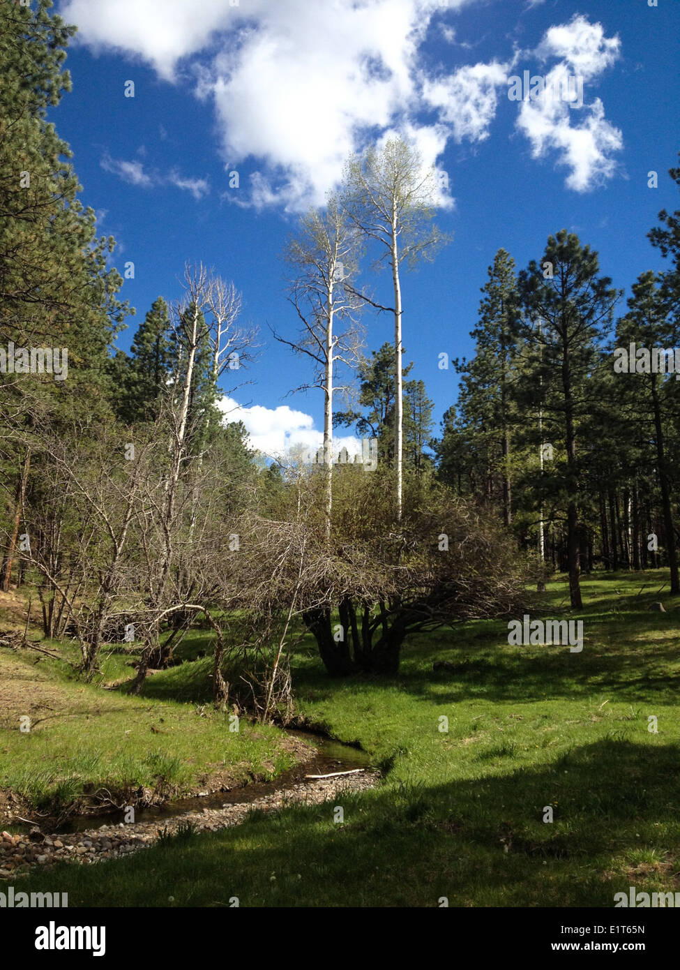 The Alpine Ranger District, located in the Apache-Sitgreaves National ...