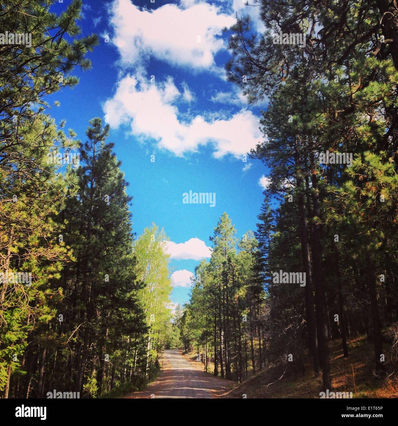 The Alpine Ranger District in the Apache-Sitgreaves National Forests is ...