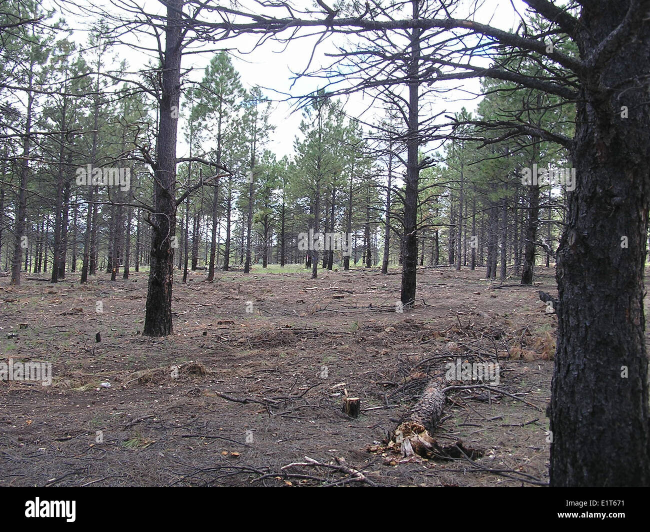 The 4 FRI Ranch Task Order is focused on forest restoration and ...