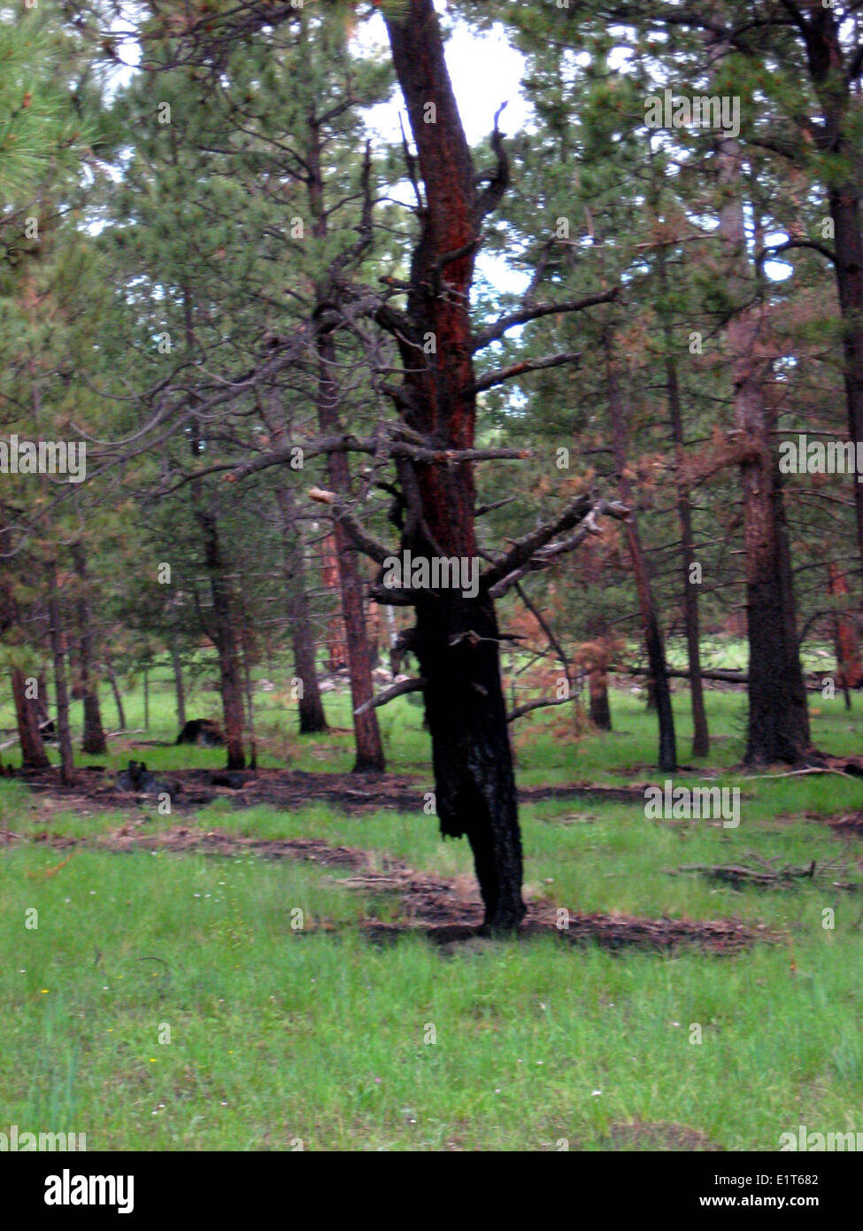 A hazard tree is a tree that poses a potential risk to public safety or ...