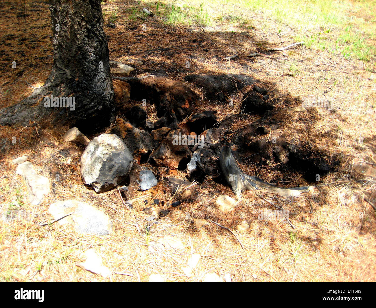 Hazardous forest wildlife hi-res stock photography and images - Alamy