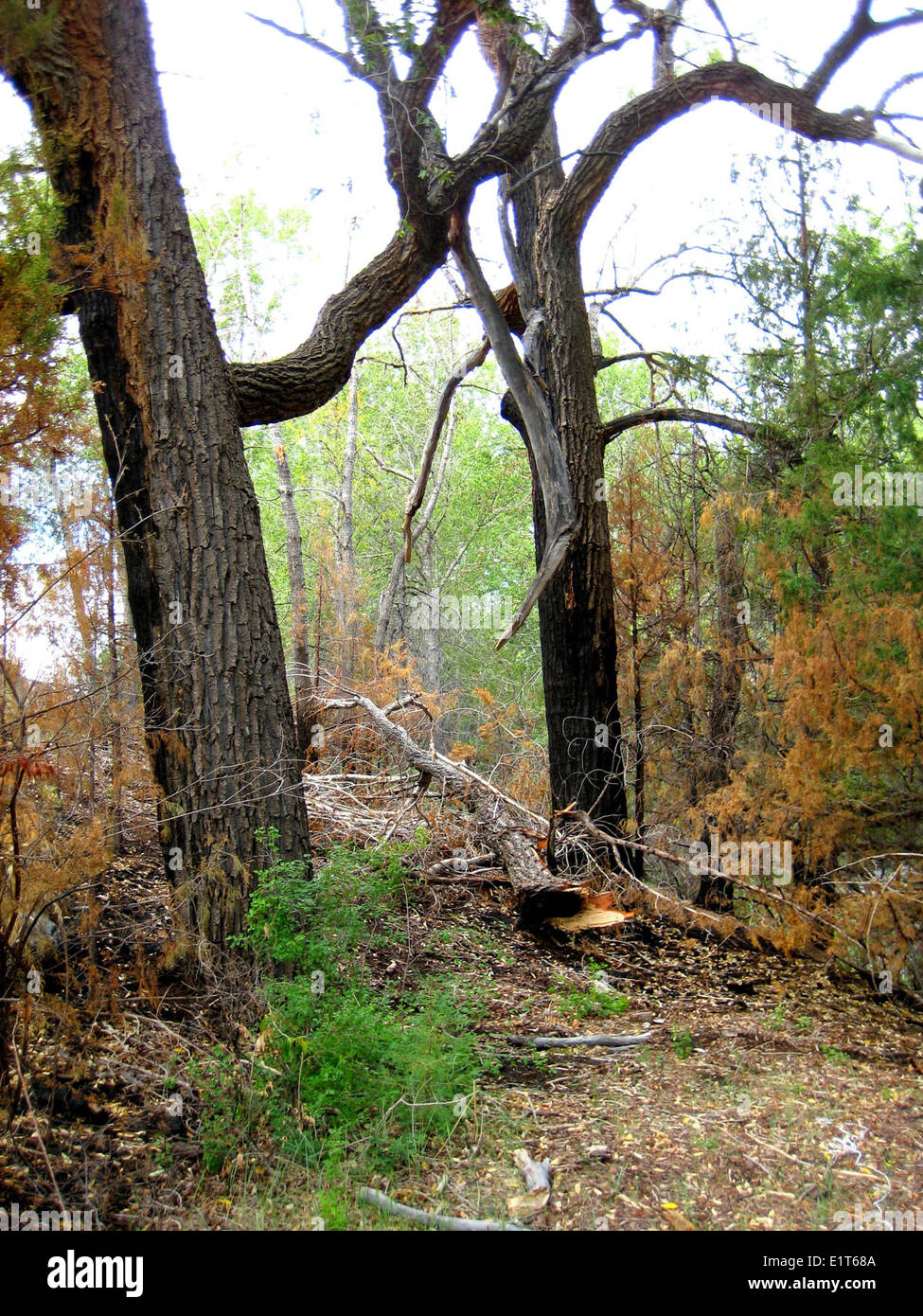 In the Apache-Sitgreaves National Forest, hazardous trees pose safety ...