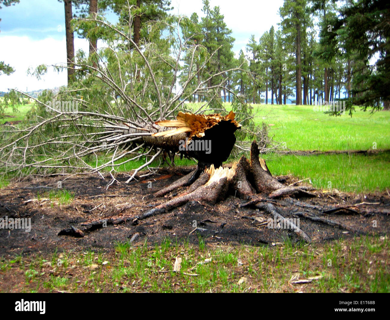 Hazard trees within the Apache-Sitgreaves National Forest are monitored ...