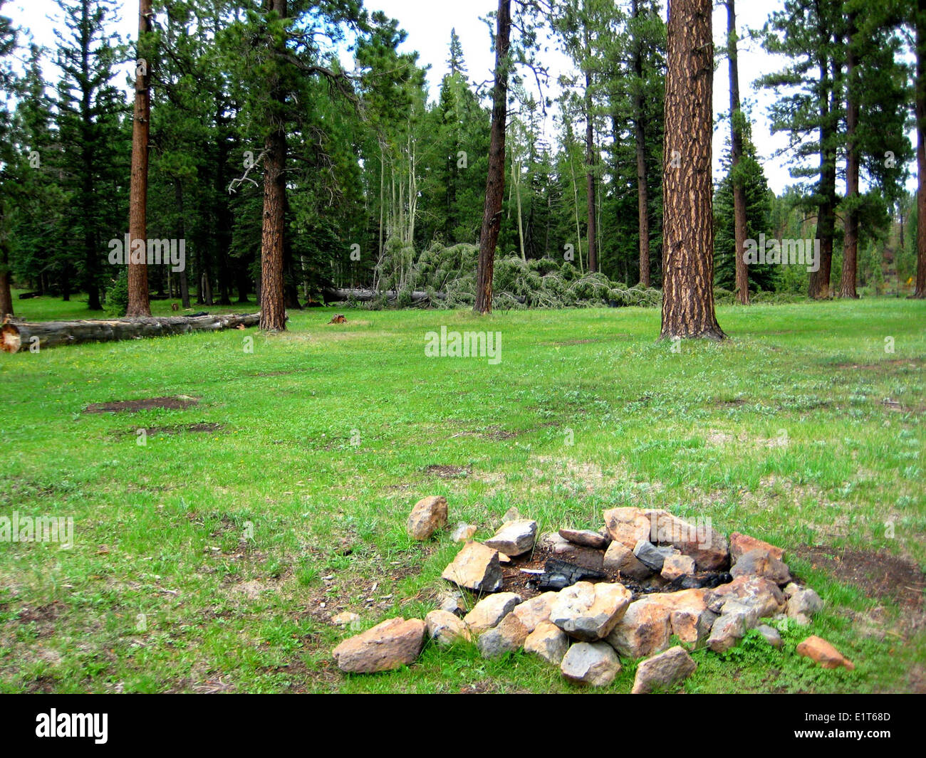 A hazardous tree located near a campground in Arizona, posing a safety ...