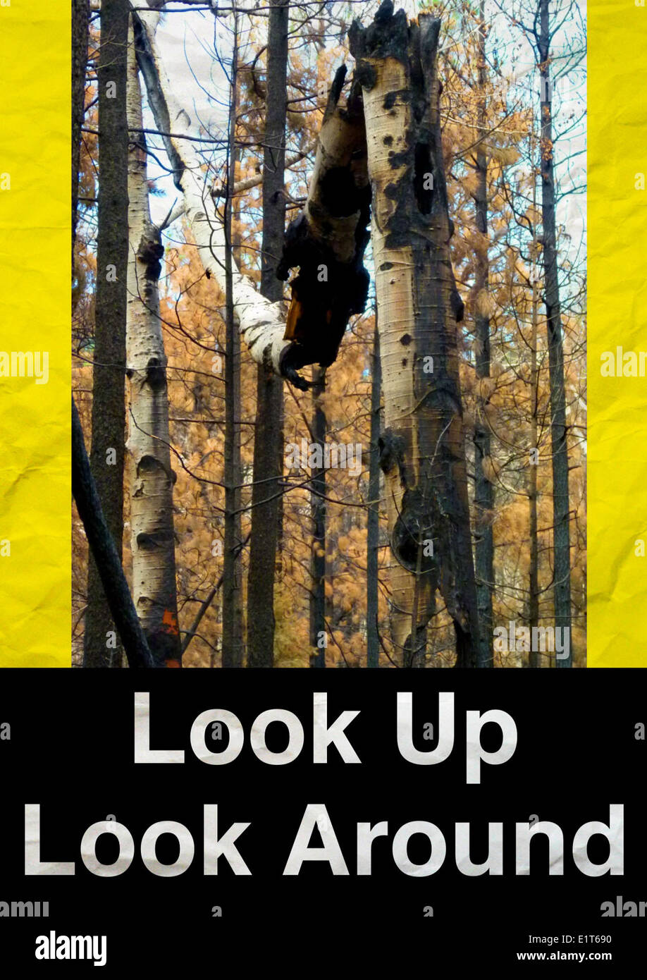 Aspen regeneration project hi-res stock photography and images - Alamy