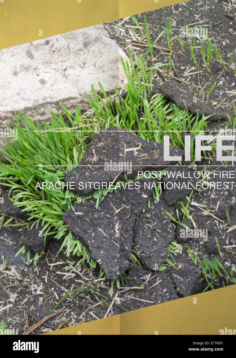 The concept of new life emerging in the aftermath of the Wallow Fire in ...