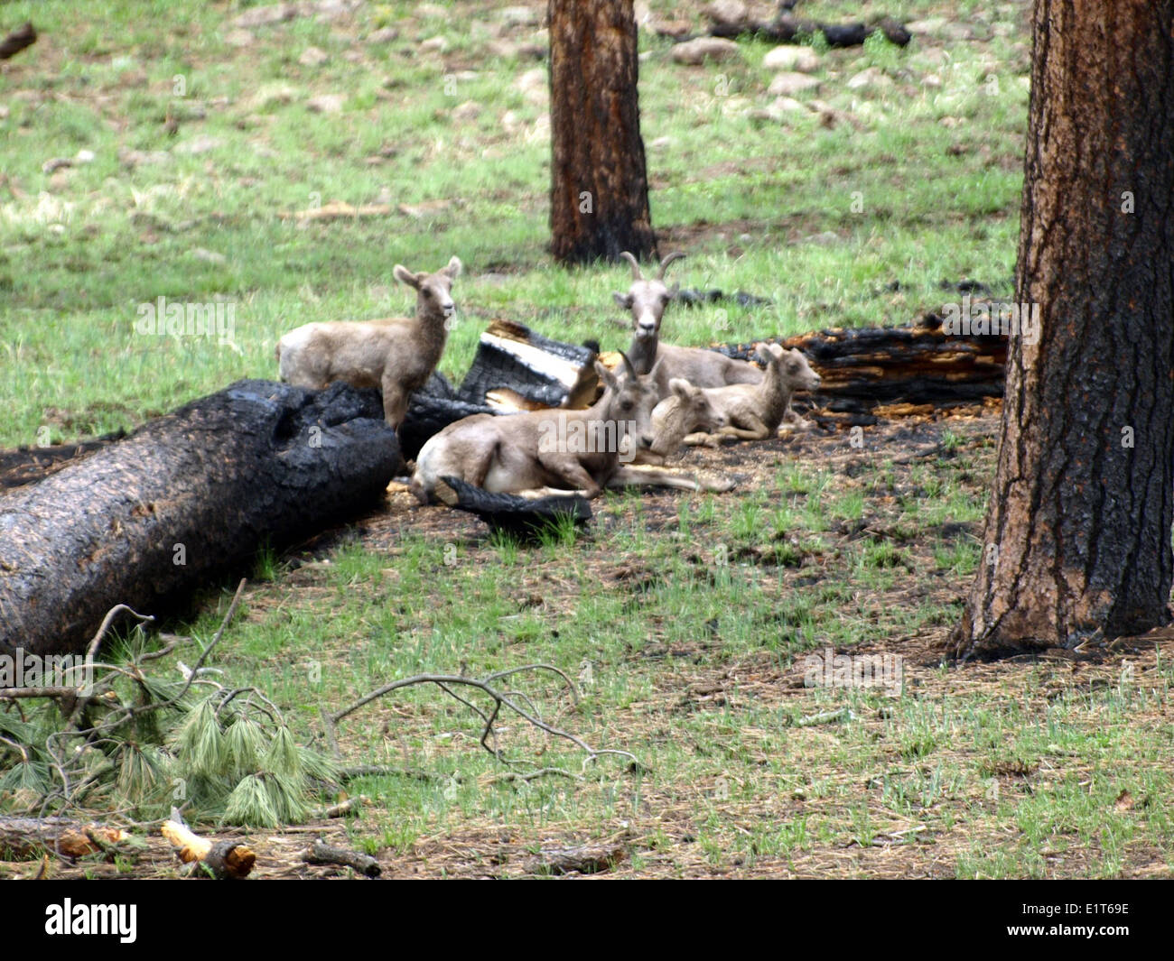 The 2011 Wallow Fire in Apache-Sitgreaves National Forest, shown ...
