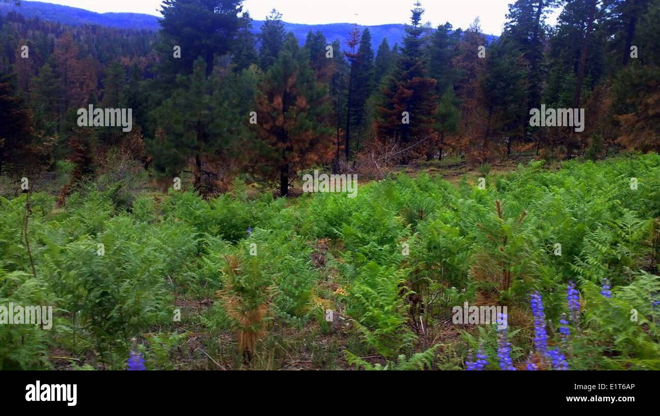 The Baer team has successfully restored the new fern grove after the ...