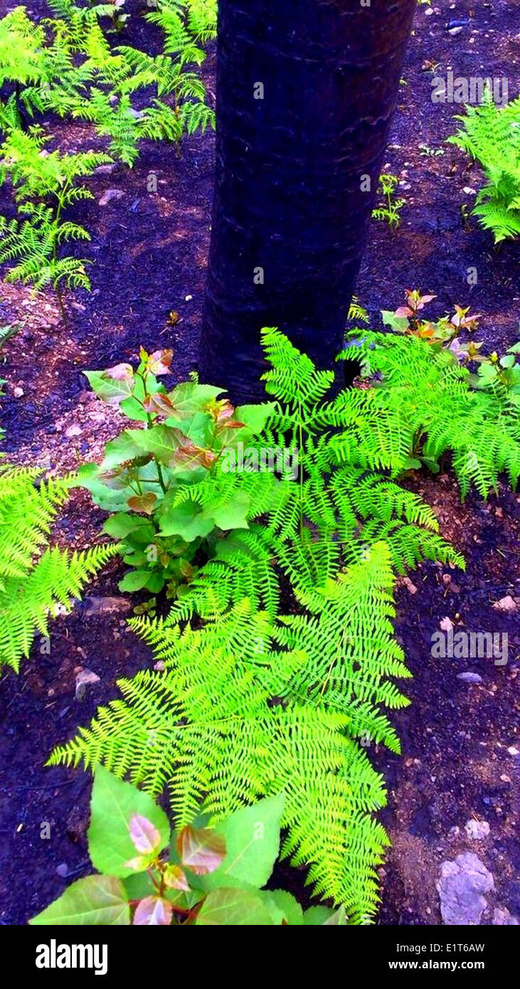 Ferns and aspen shoots thrive in shaded areas under the canopy in ...