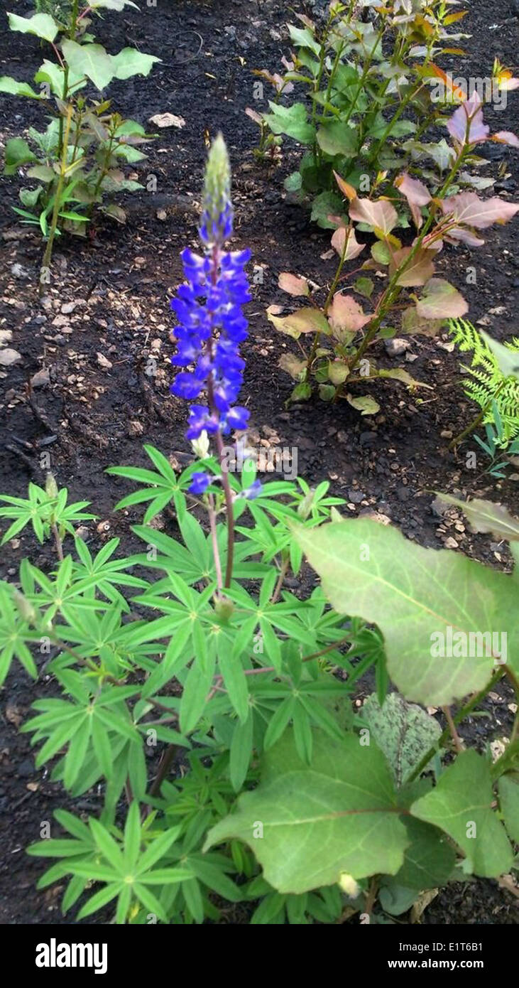 Blue lupine and green plants grow in the Wallow Fire burn area ...