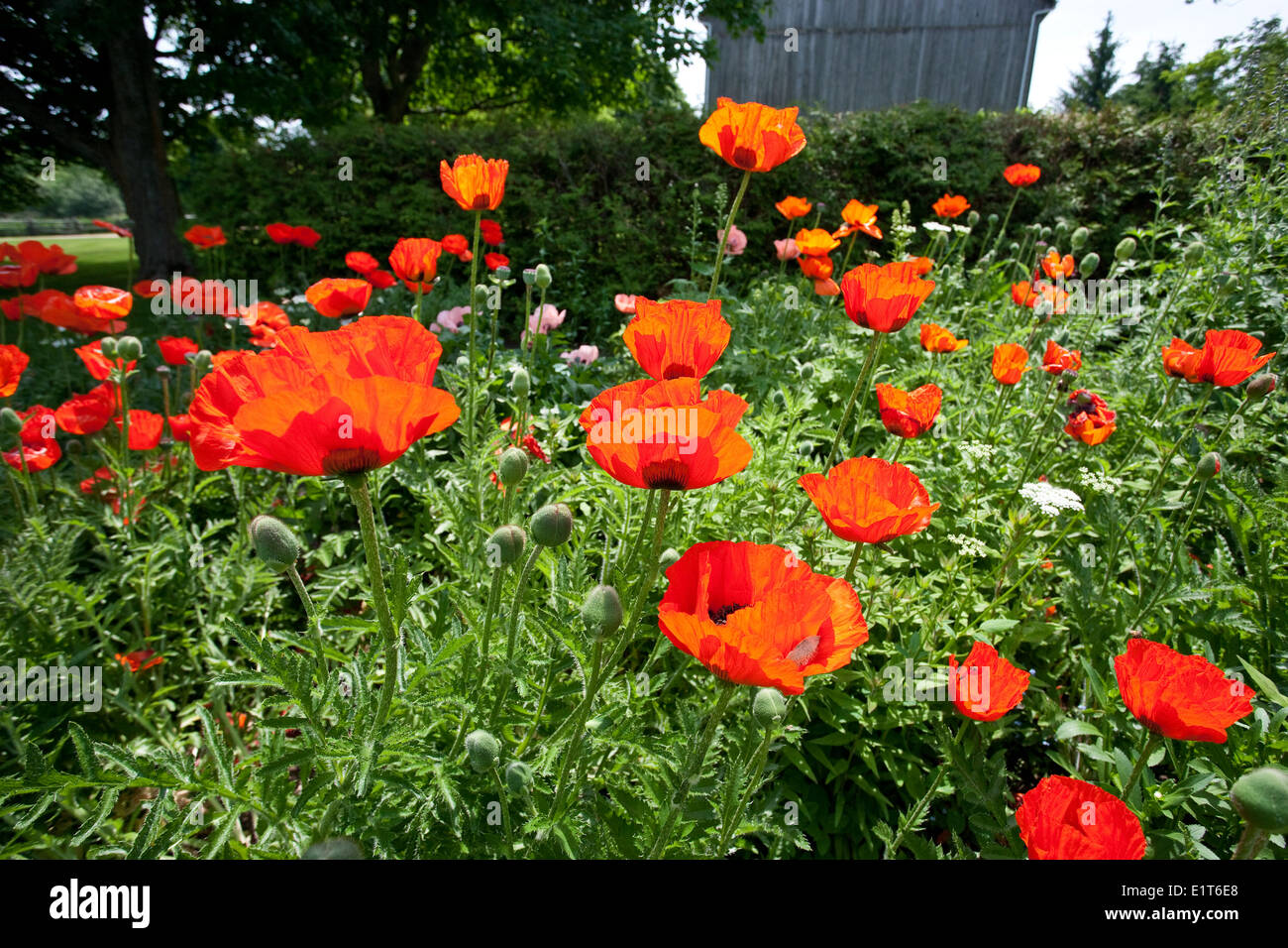 Garden oriental poppies hi-res stock photography and images - Alamy