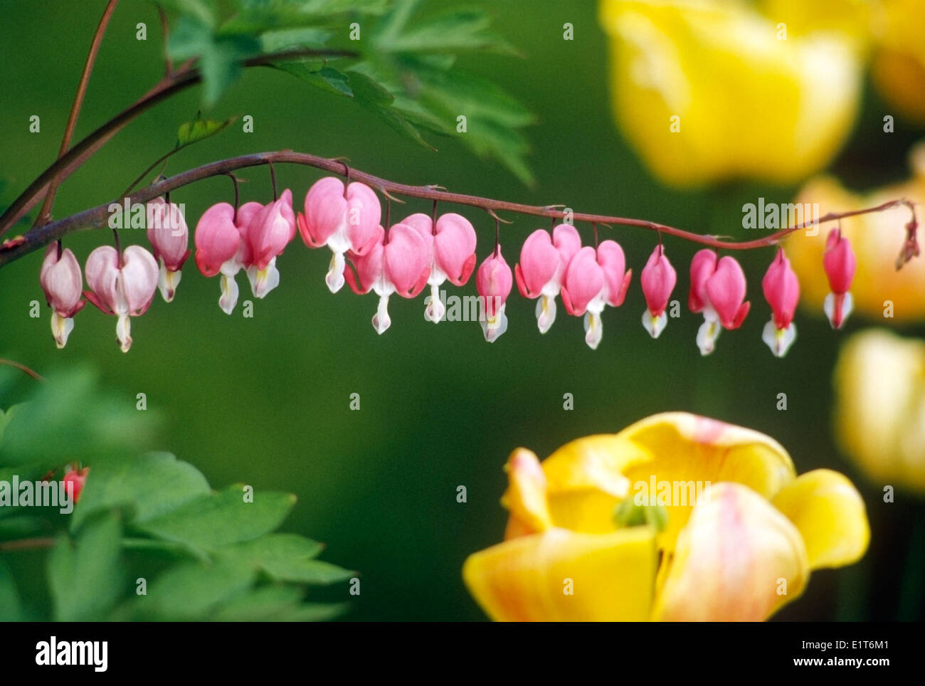 Row of bleeding hearts hi-res stock photography and images - Alamy