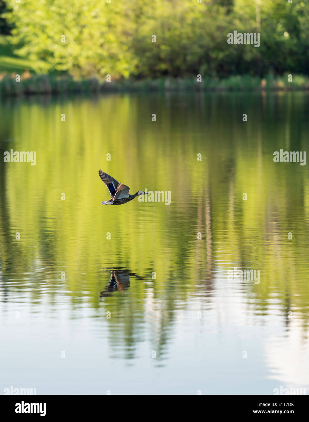 Duck flying over water hi-res stock photography and images - Alamy