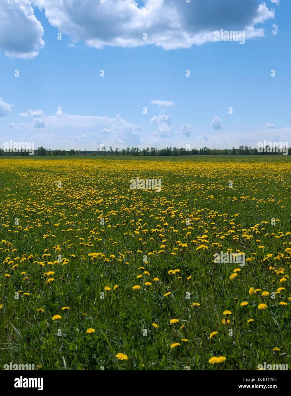 A field of daisy's Stock Photo - Alamy