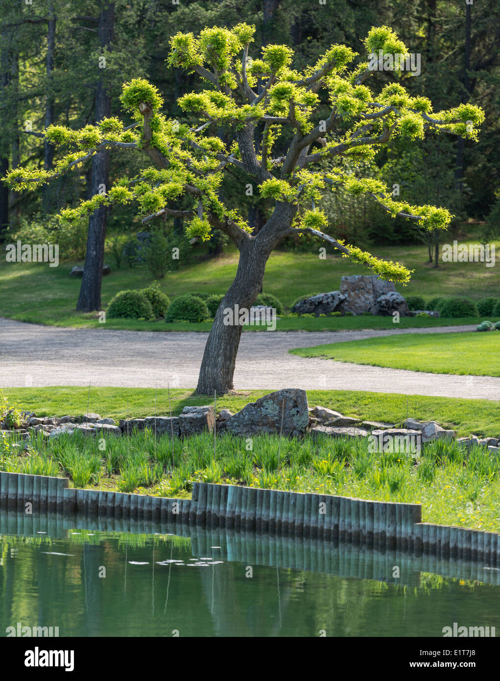 Japanese Garden at Devonian Botanic Gardens, Devon Alberta Stock Photo ...
