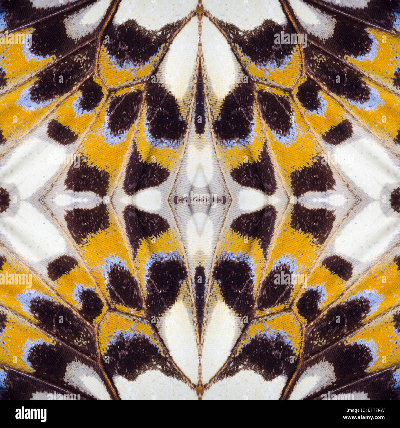 butterfly wing pattern decorative design Stock Photo - Alamy