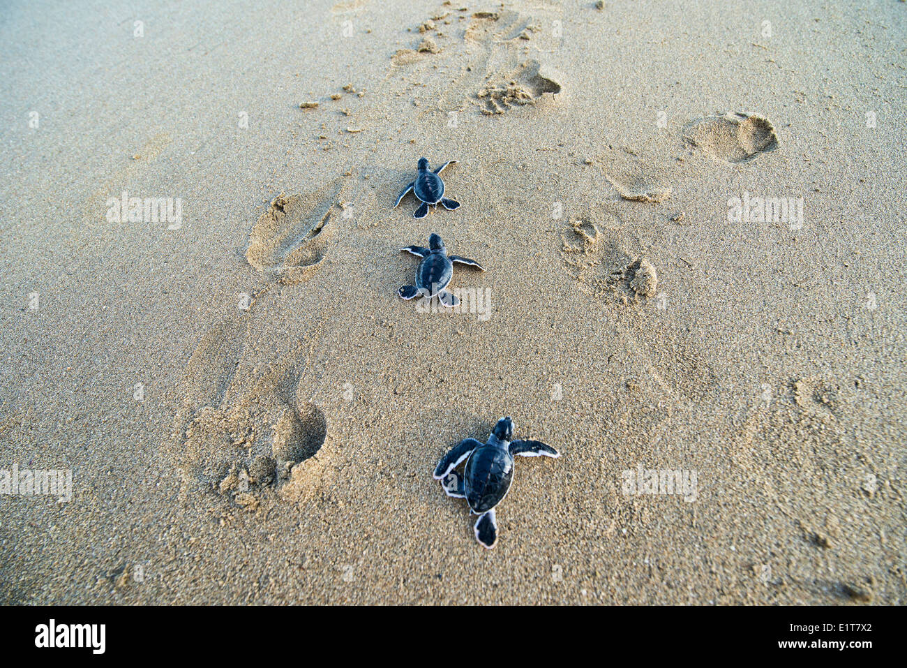 baby green turtles (Chelonia mydas) make their way to sea for the first ...