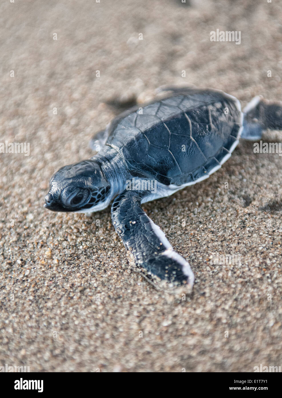 Green sea turtle baby hi-res stock photography and images - Alamy