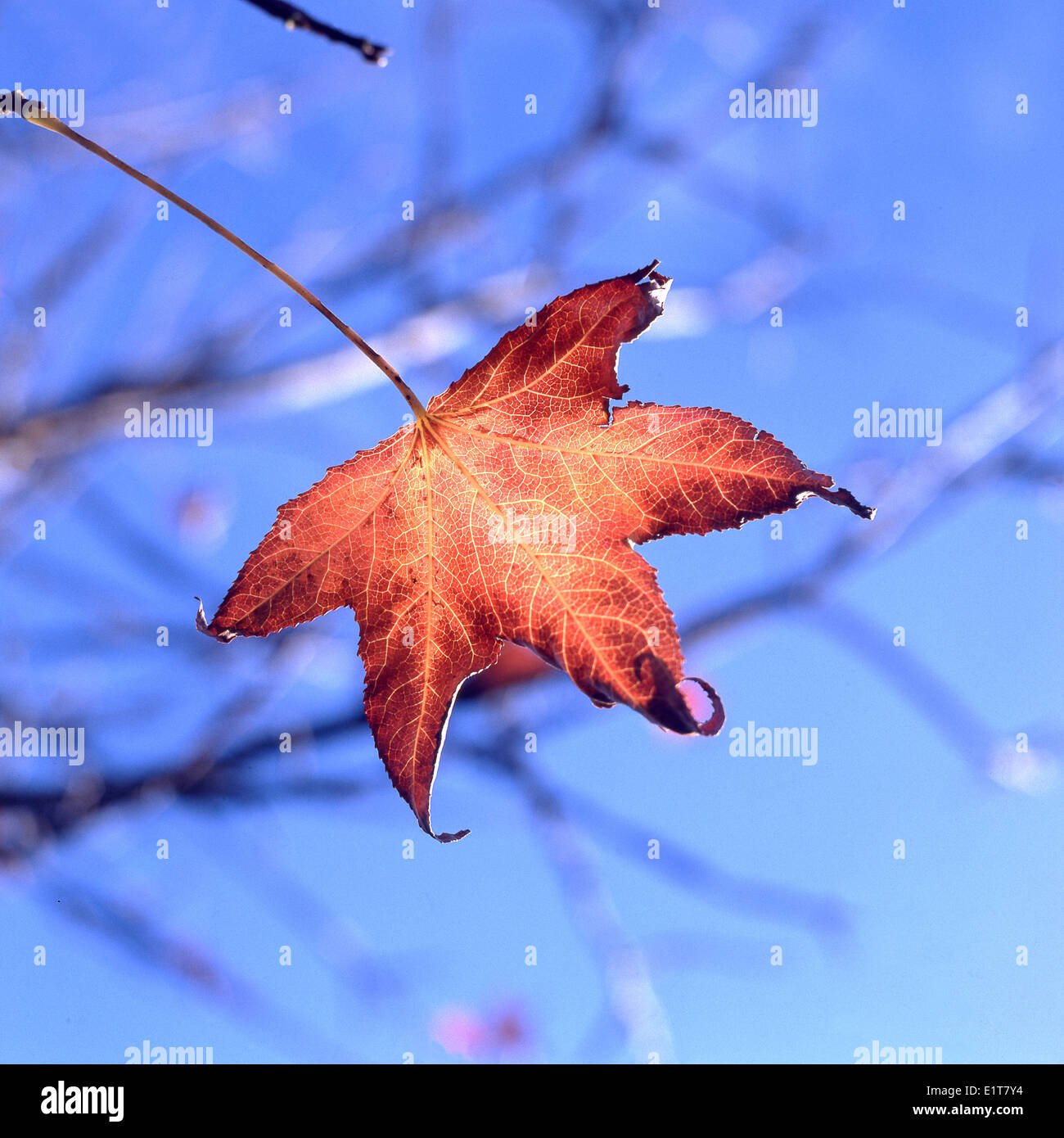 Liquid ambar leaf hi-res stock photography and images - Alamy