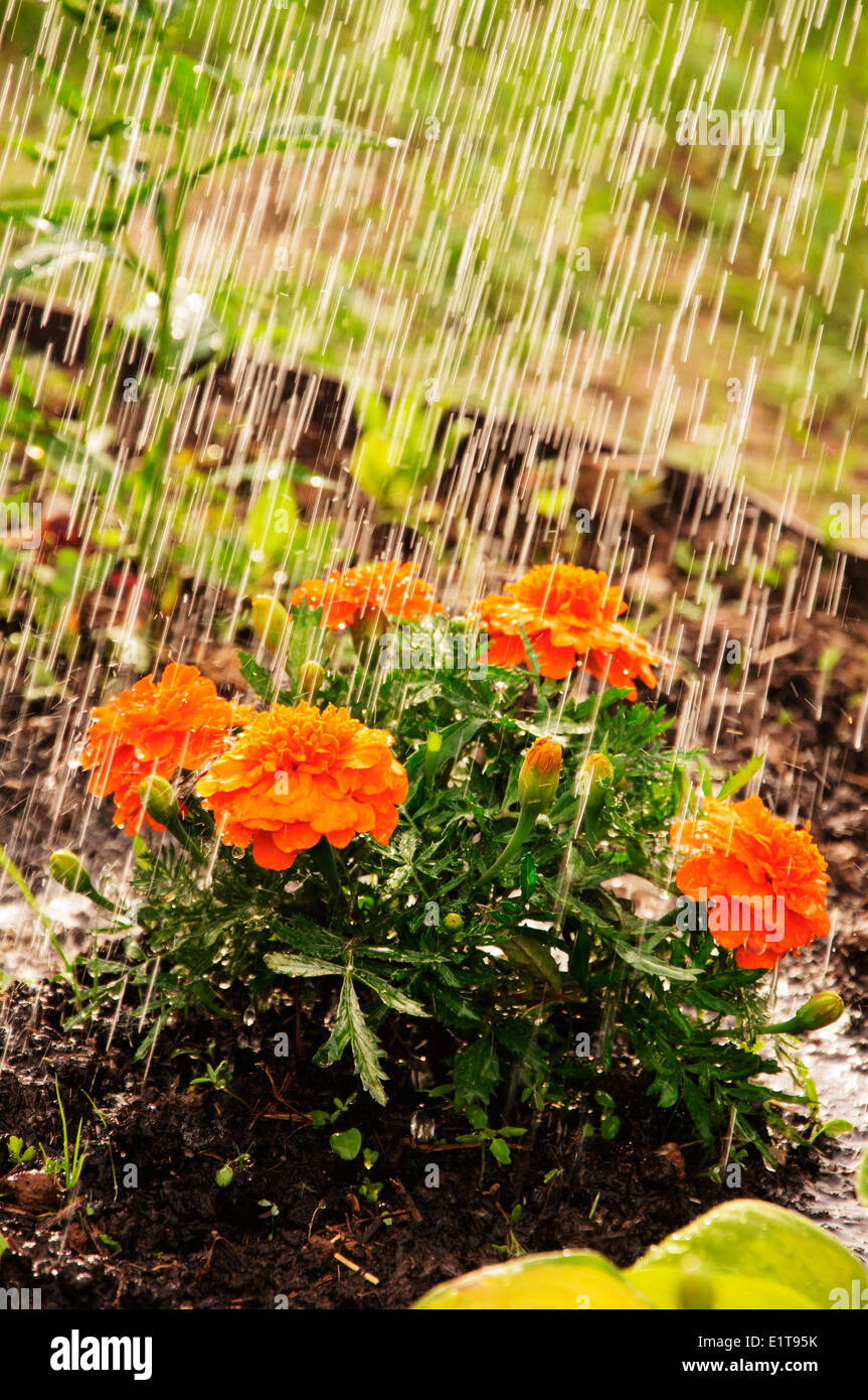 Watering marigolds on the flower bed hi-res stock photography and ...