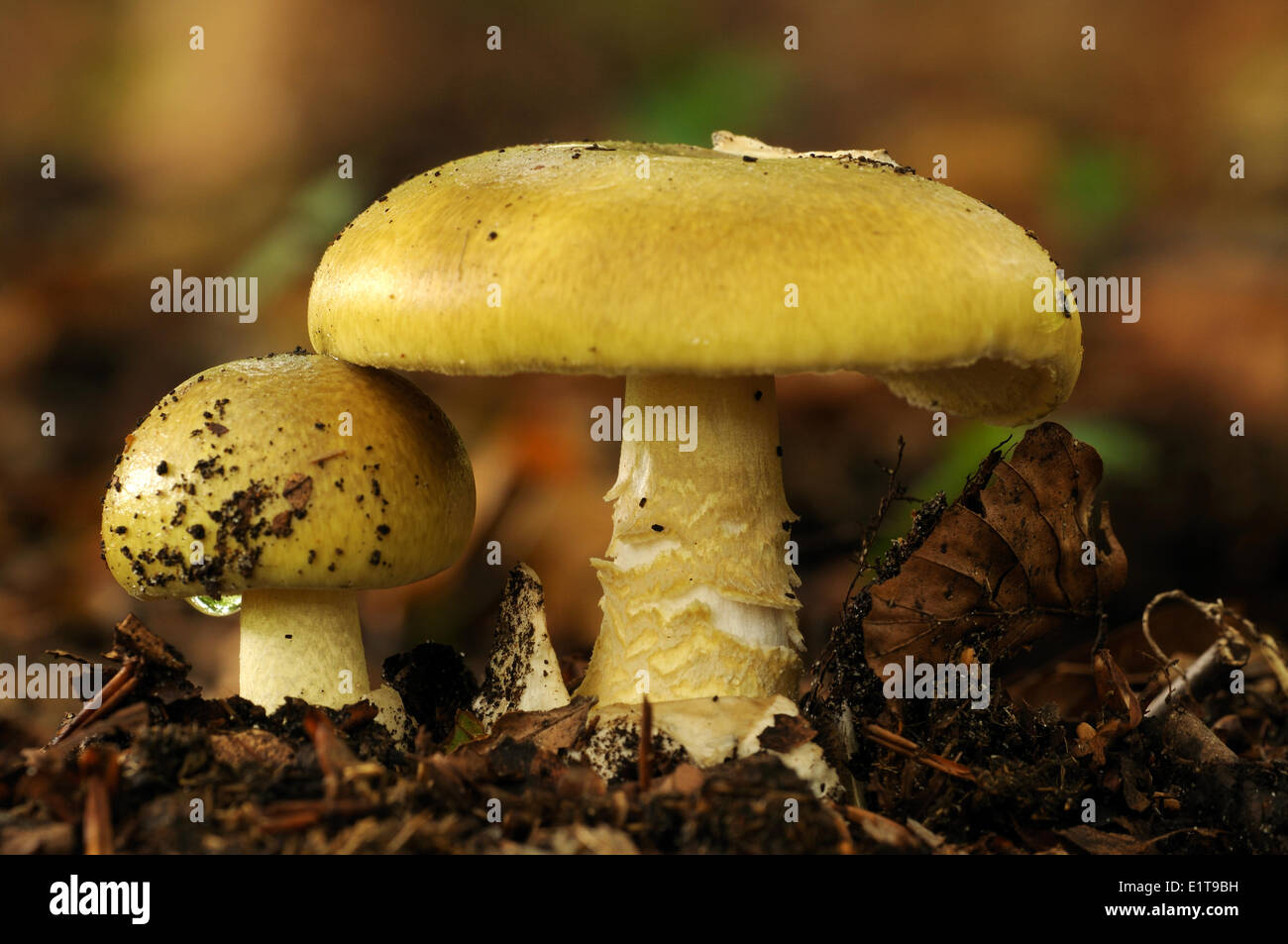 Two death caps next to each other on forest floor in autumn Stock Photo ...