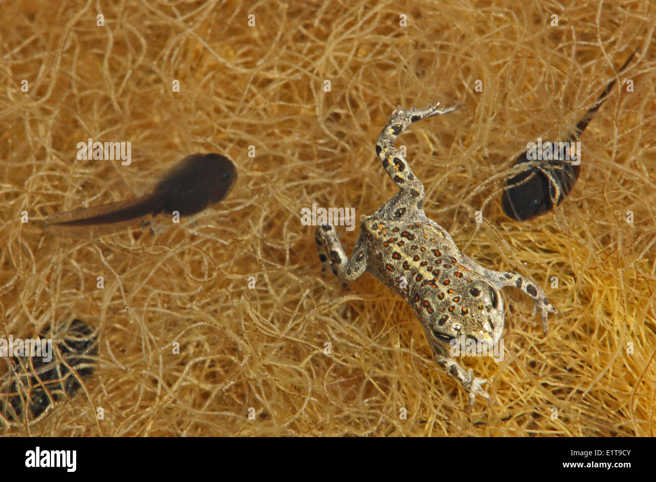 Young Natterjack Toad and soms tadpoles in wet dune slack with plant ...