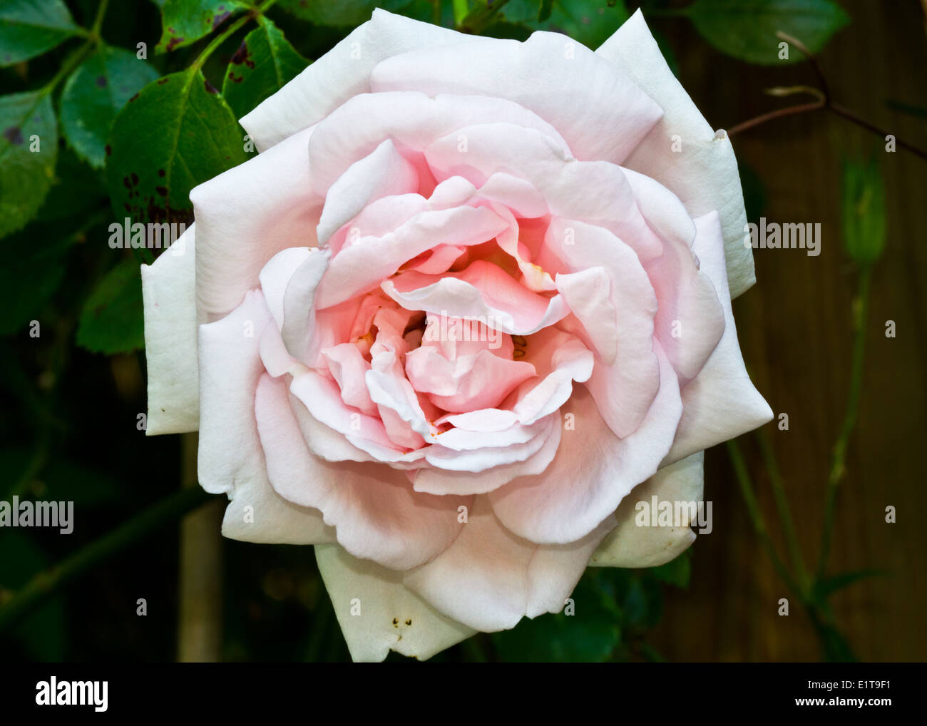 White pink rose Stock Photo - Alamy