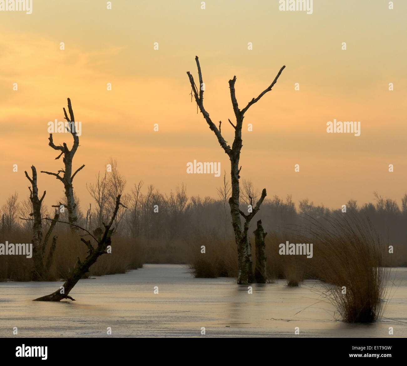 Trees in winter Stock Photo - Alamy