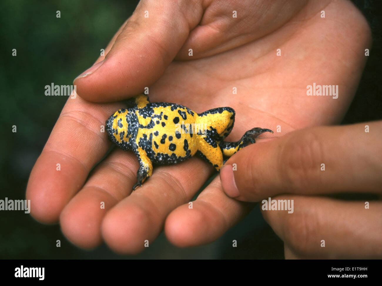 Yellow-bellied Toad (Bombina variegata Stock Photo - Alamy