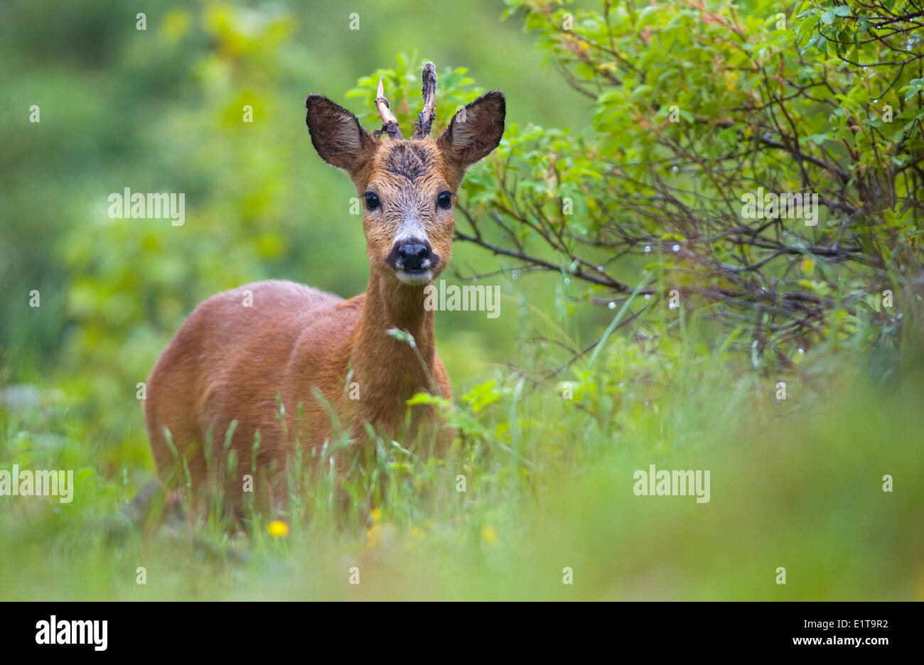 young roe deer buck in spring Stock Photo - Alamy