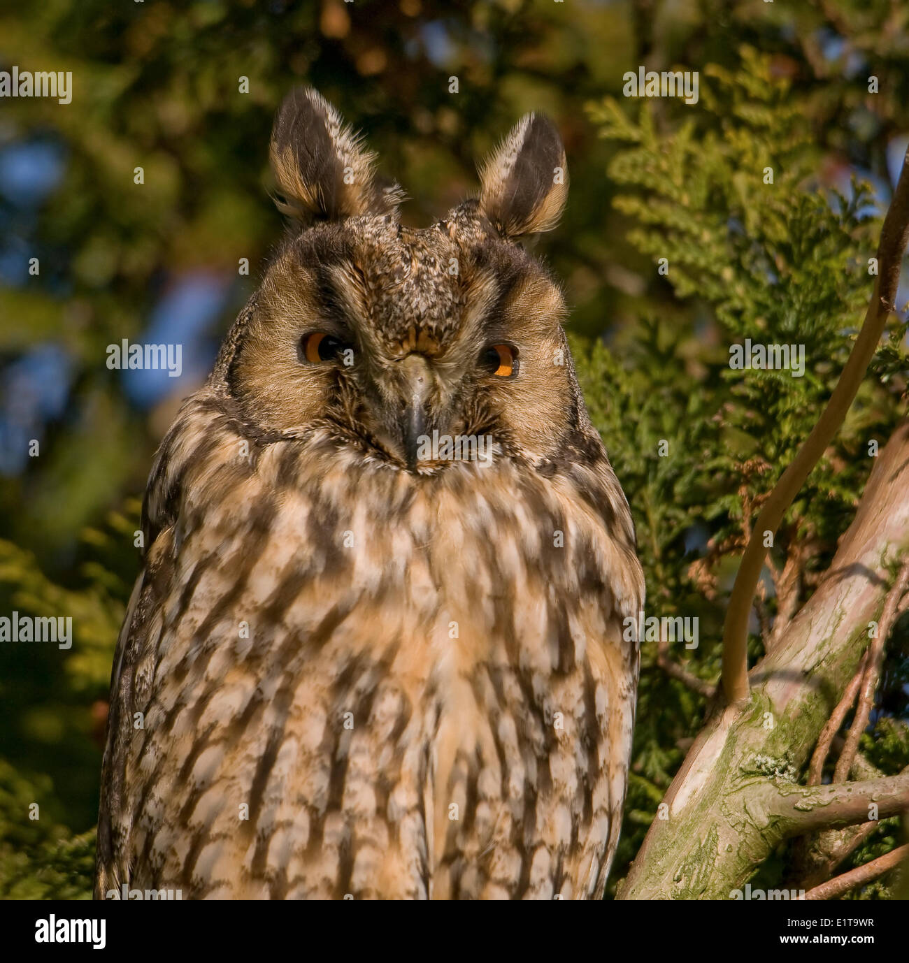 Long eared owl asio otus in a conifer hi-res stock photography and ...