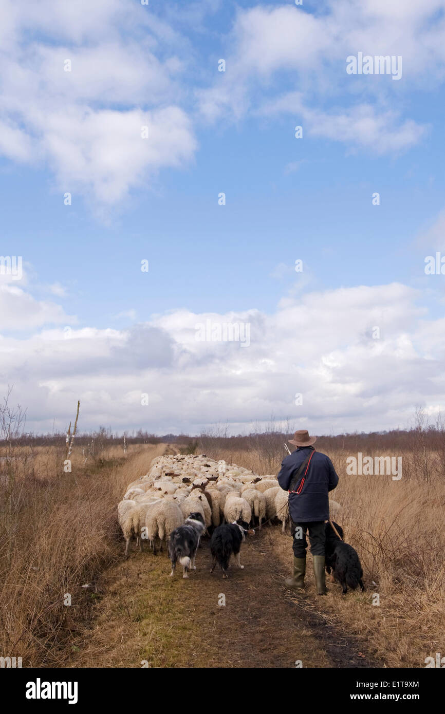 Shepherd with his flock of sheep hi-res stock photography and images ...