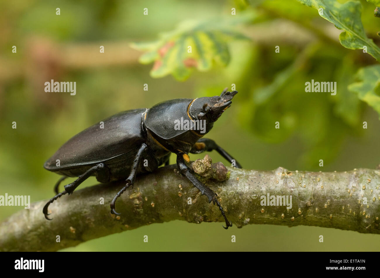Female Stag Beetle (Lucanus cervus Stock Photo - Alamy