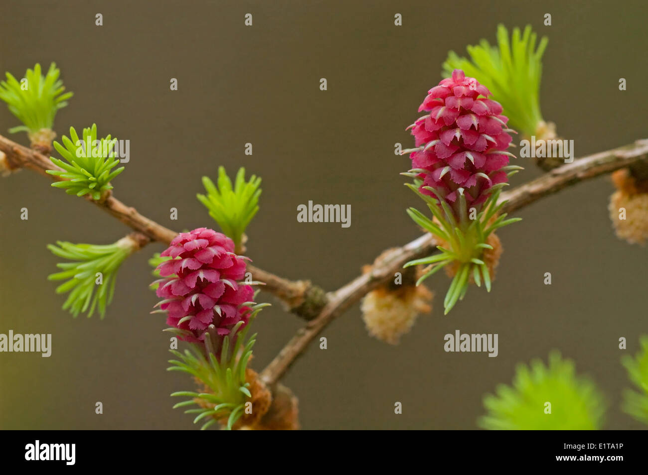Female larch larix decidua flowers hi-res stock photography and images ...