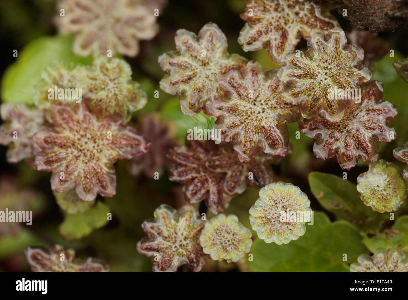 Liverwort (marchantia polymorpha) hi-res stock photography and images ...