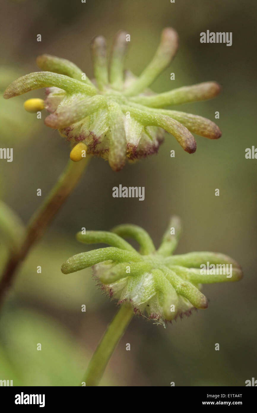 Common liverwort with yellow spores hi-res stock photography and images ...