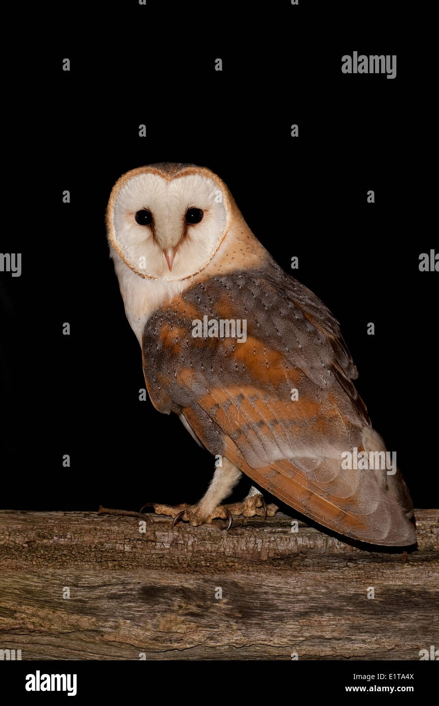 Barn owl tree night hi-res stock photography and images - Alamy