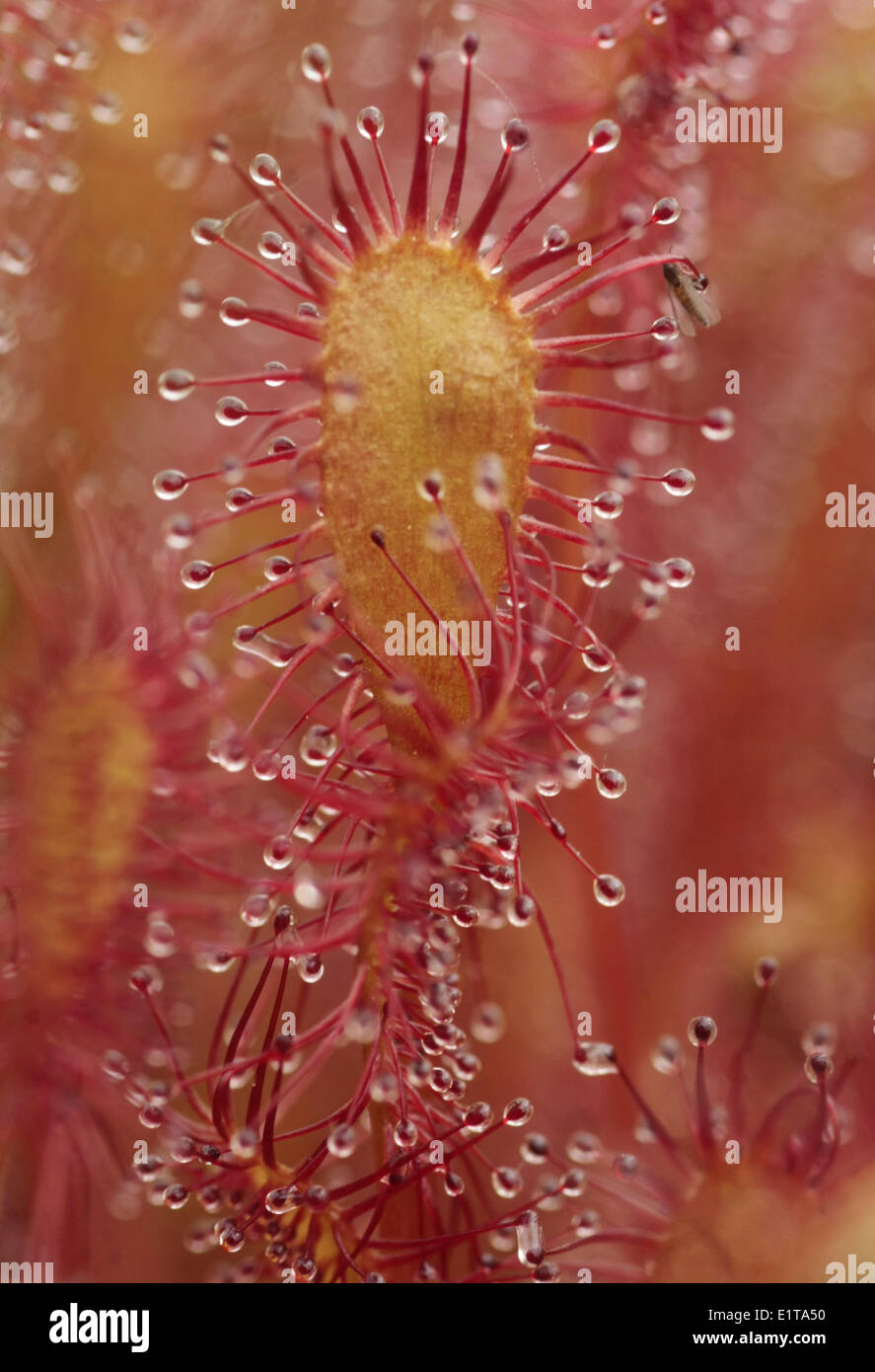 Spatulate hi-res stock photography and images - Alamy