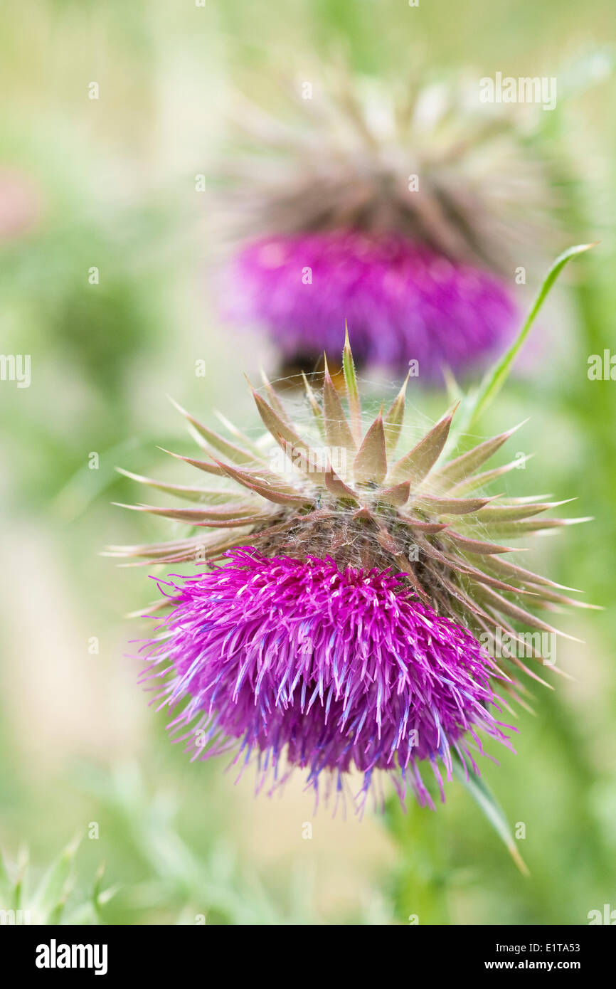 Musk thistle carduus nutans purple hi-res stock photography and images ...