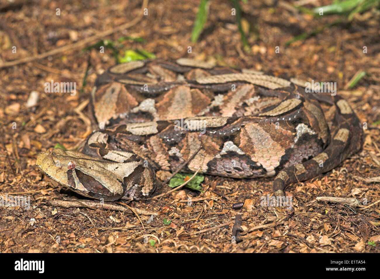 overview of a gaboon adder that blends into its environment Stock Photo ...