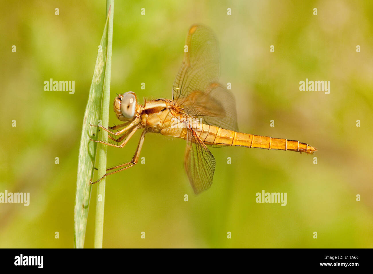 Lateral view of a female Scarlet Darter (Crocothemis erythraea Stock ...