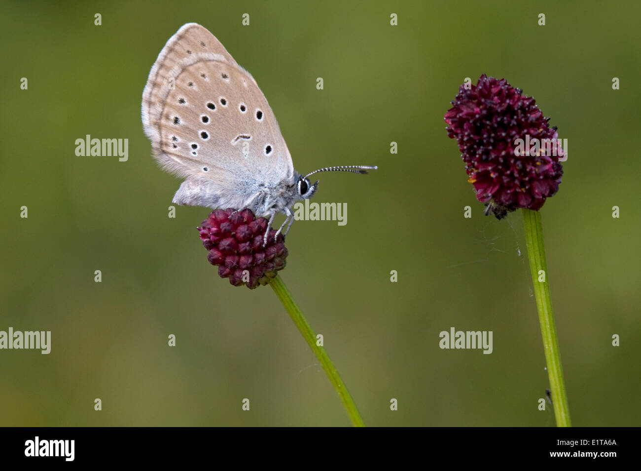 Scarce Large Blue Stock Photo - Alamy